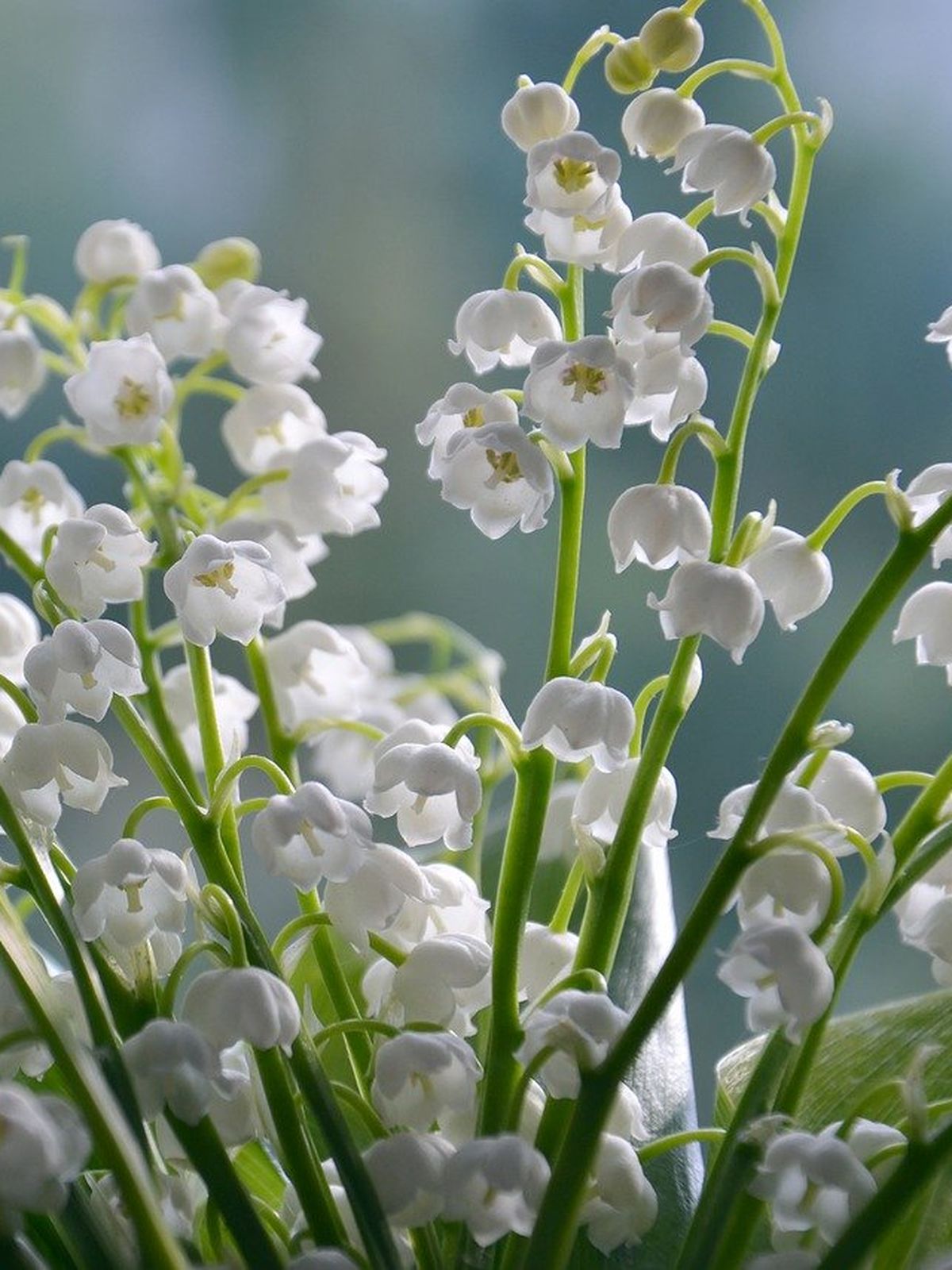 TOP 5 plante toxice din România de care trebuie să te ferești - Kanal D ...