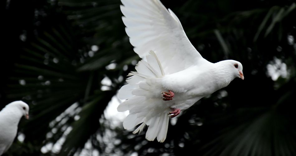 Rusalii 2023. Pe ce dată pică Rusaliile în 2023, sărbătoarea care mai ...