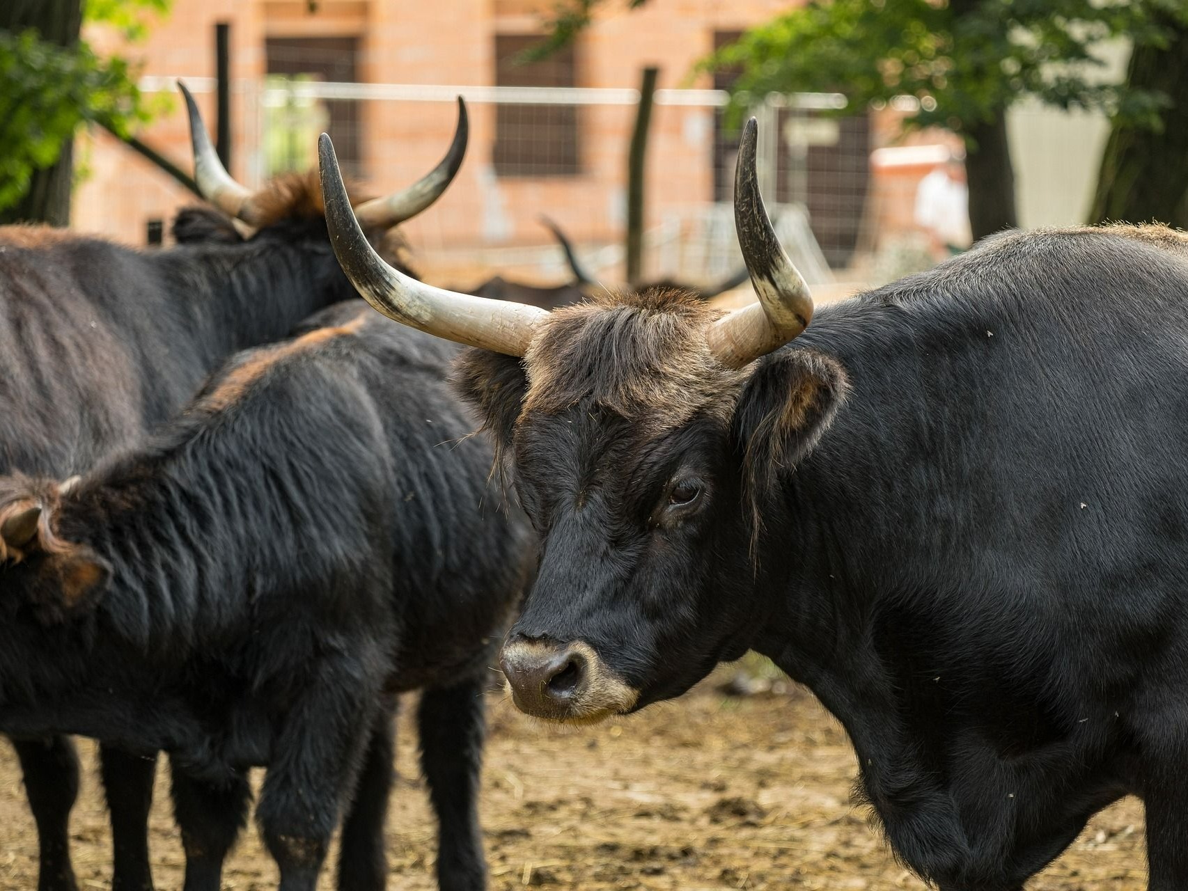 Acesta este cel mai mare mamifer terestru din Europa și poate fi văzut ...