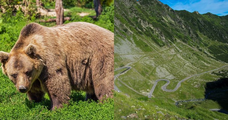 Ce se va întâmpla cu urșii de pe Transfăgărășan după tragedia din ...