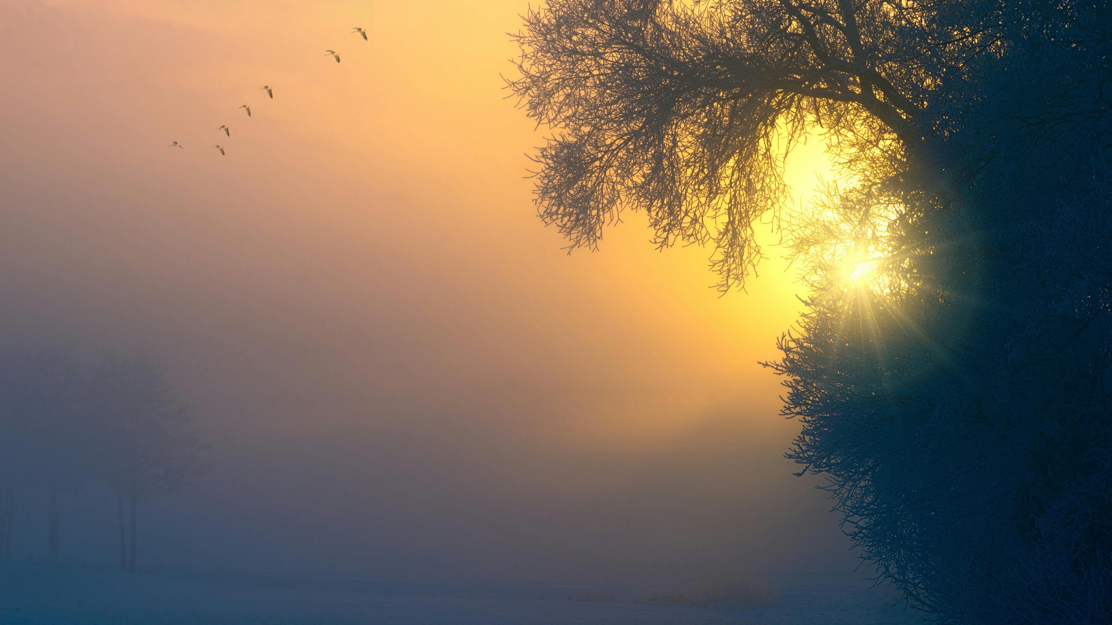 Cod galben de ceață în patru județe din România! Ce zone sunt vizate de ...