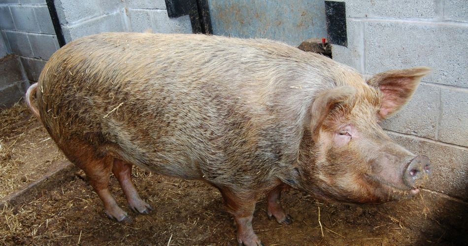 Ignat 2024. Ce trebuie să facem pentru a fi feriți de boli. Legenda din ...