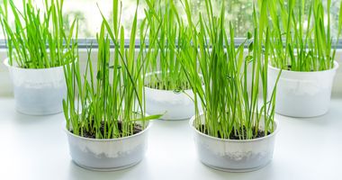 Tradiții și obiceiuri de Sfântul Andrei 2025: De ce se pune grâu la ...