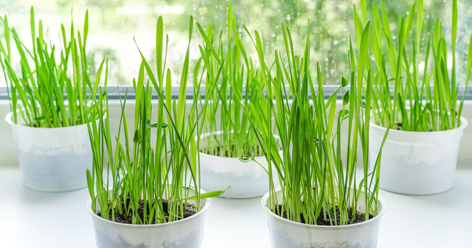 Tradiții și obiceiuri de Sfântul Andrei 2025: De ce se pune grâu la ...