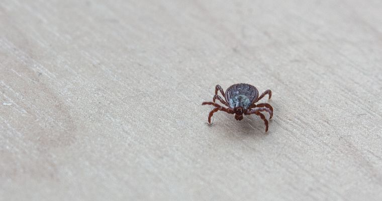 Noi tulpini agresive sunt transmise de căpușe. Specialiștii trag un ...