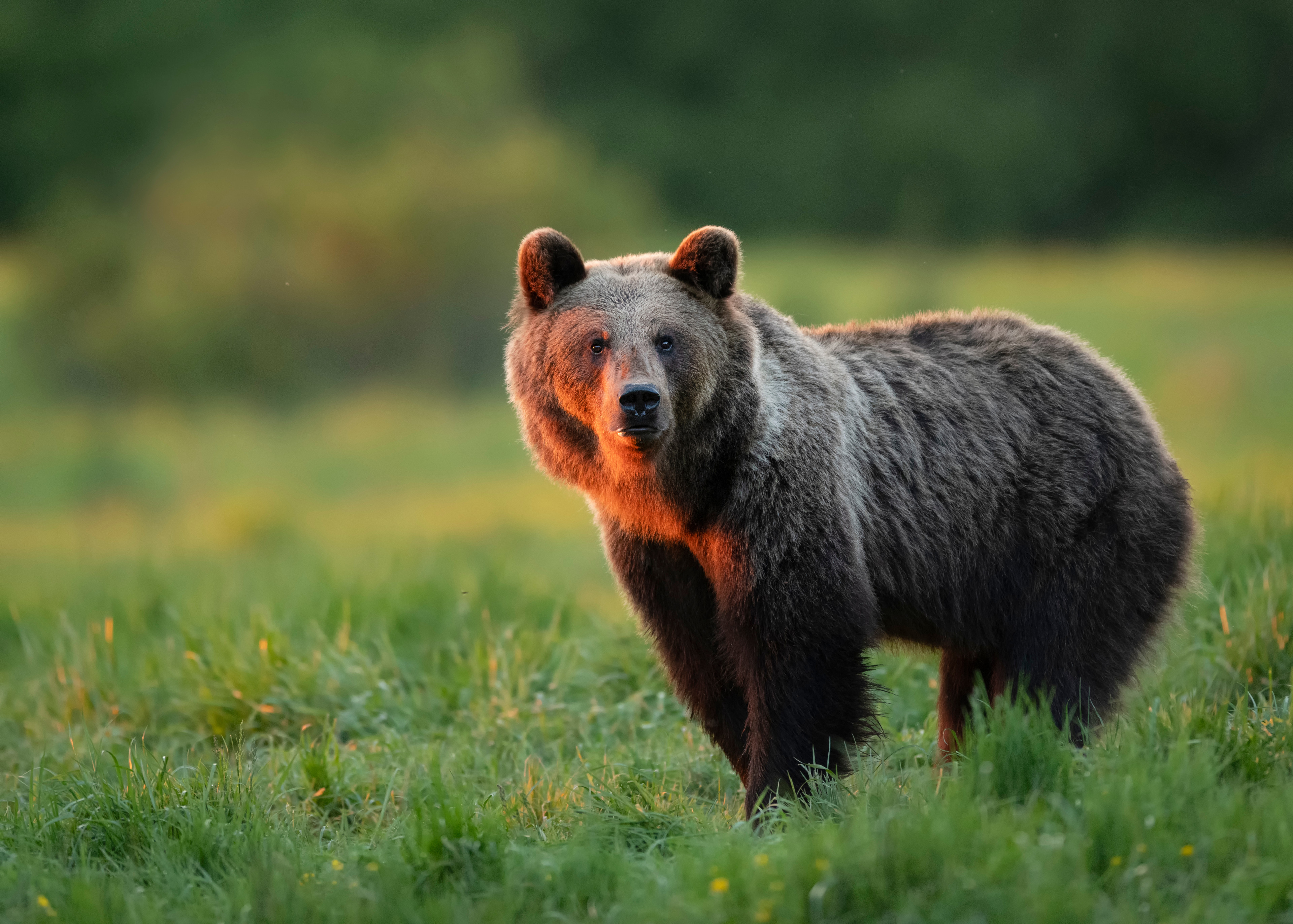 Un bărbat de 68 de ani a fost găsit sfâșiat de urs, în județul Covasna ...