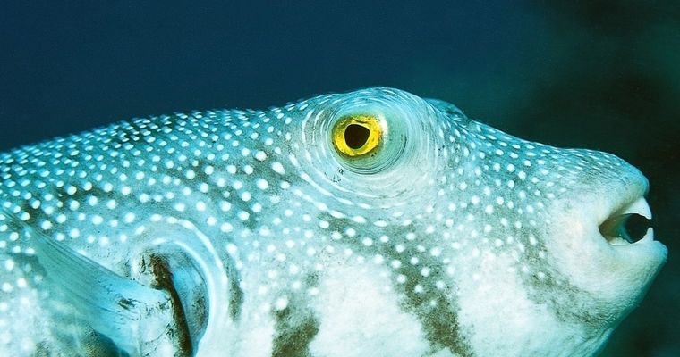 Peștele toxic care a invadat Marea Mediterană, un pericol pentru ...