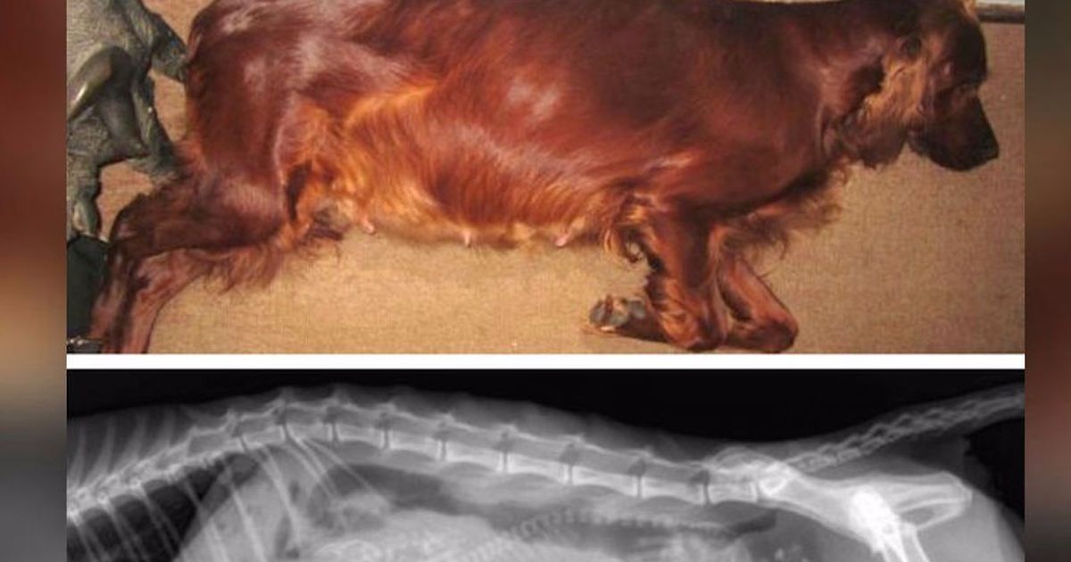 Catelusa asta insarcinata avea burta neobisnuit de mare, insa nimeni nu ...