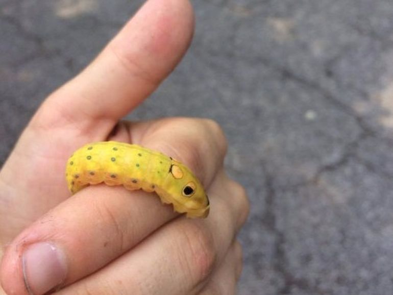 A gasit pe drumul spre casa o omida ciudata, cu aspect de soarece, si