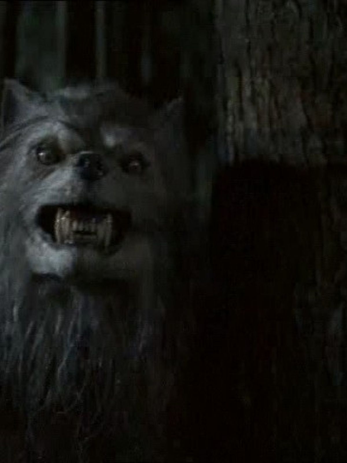 Vârcolacul - Kanal D Romania