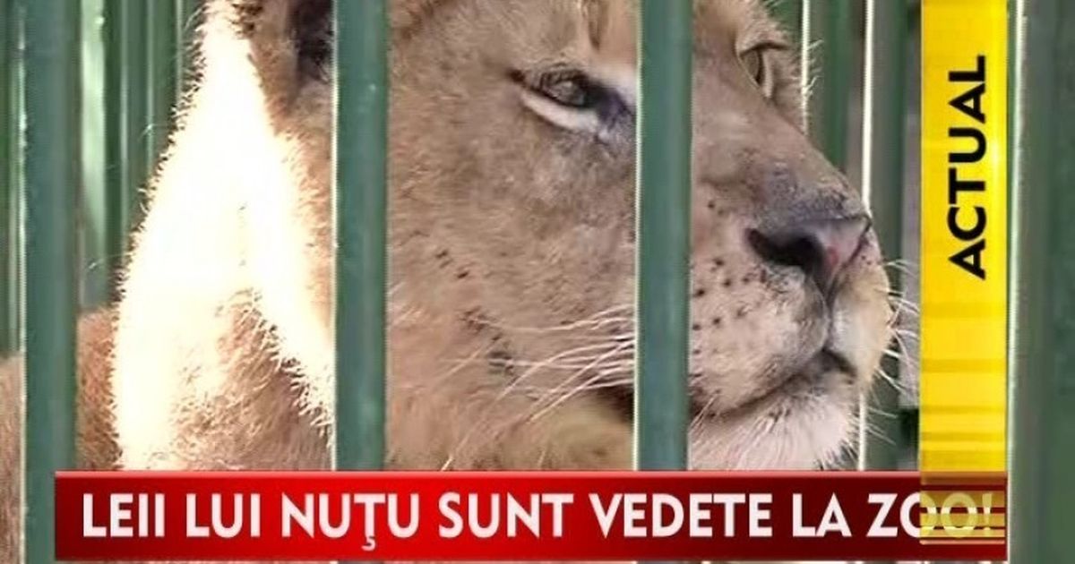 LEII lui Nutu Camataru s-au acomodat la gradina zoologica de la Bucov ...