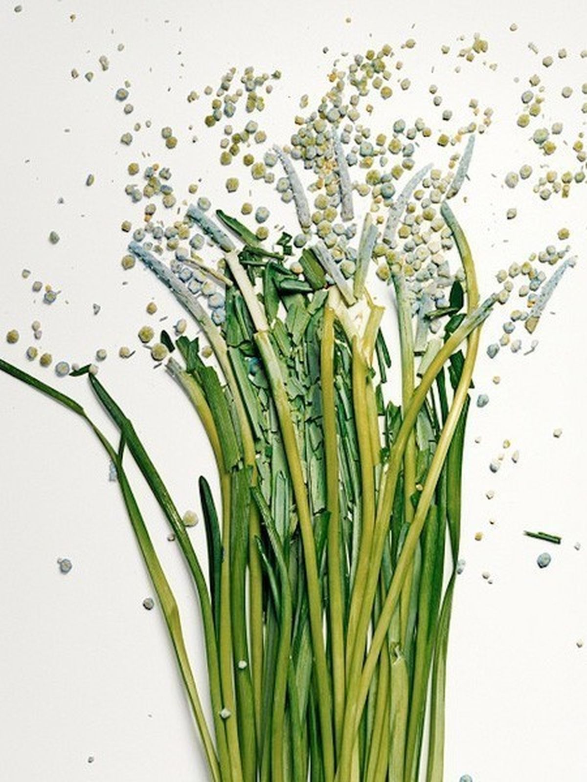 FOTOGRAFII INEDITE! Ai mai vazut vreodata cum arata o FLOARE SPARTA ...