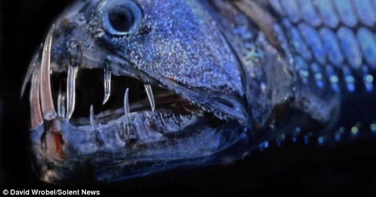 POZE IN PREMIERA cu cei mai ascunsi monstri ai apelor! GALERIE FOTO ...