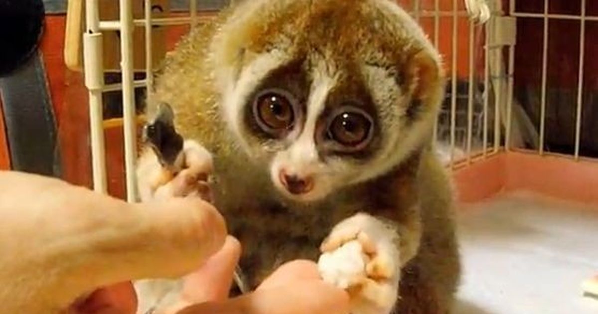 CLIPUL ZILEI: Lemurul pofticios care a cucerit inima femeilor. Merita ...