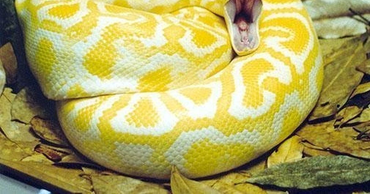 INFRICOSATOR? 5 prieteni si-au BAGAT PE GAT un SARPE intreg! - Kanal D ...