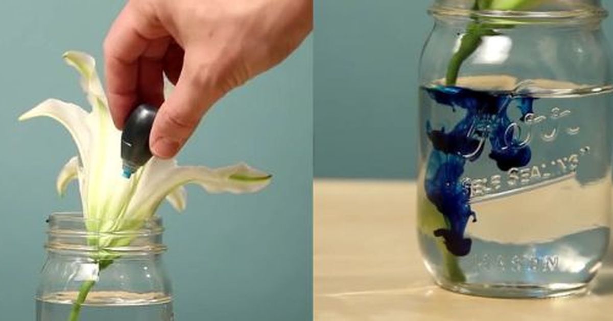 Ai o floare alba prin casa? Ia-o si pune-i 4-5 picaturi de cerneala in ...