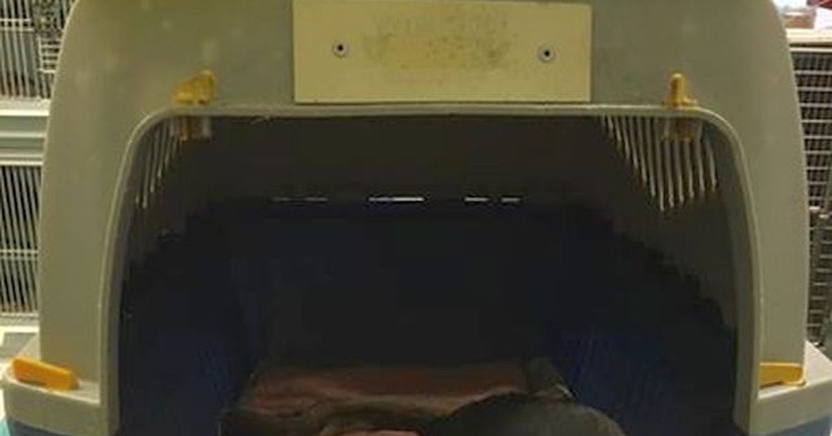 A gasit un pui de cioara care nu se misca si tinea mai tot timpul ...