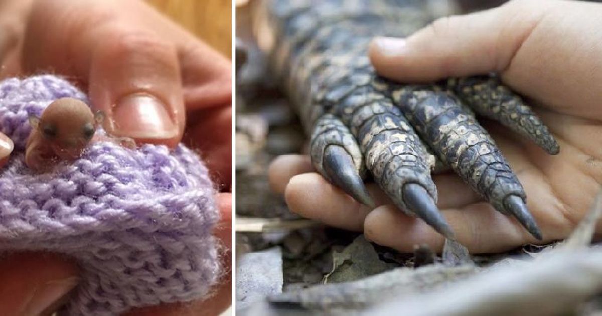 A gasit in padure un pui ciudat de animal, cu capul mare si doi ochi ...