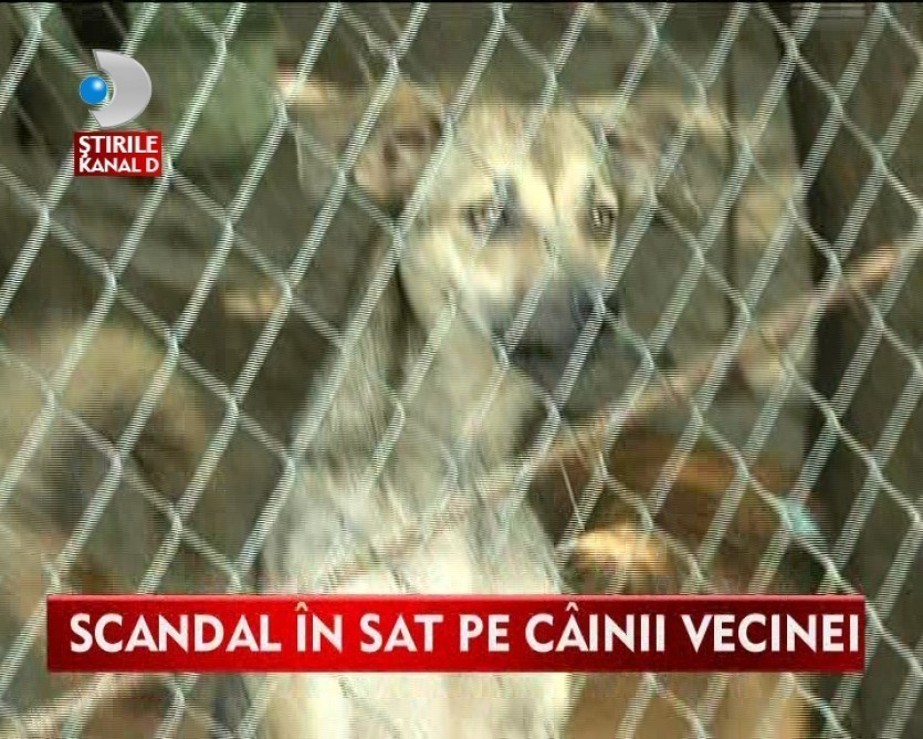 INCREDIBIL! O femeie creste 50 de caini comunitari in propria curte ...