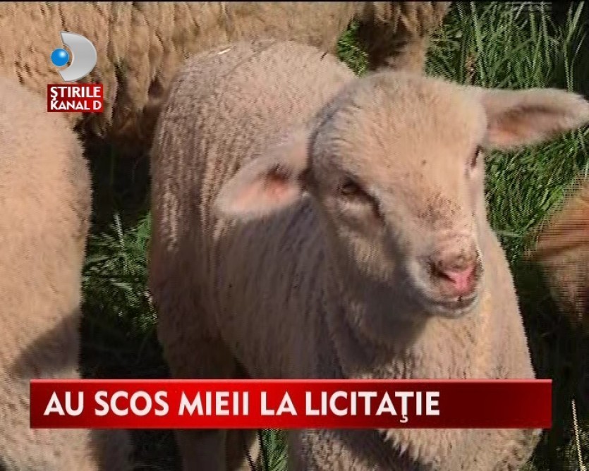 Cele mai bune rase de MIEI, scoase la licitatie intr-un targ din Sibiu ...