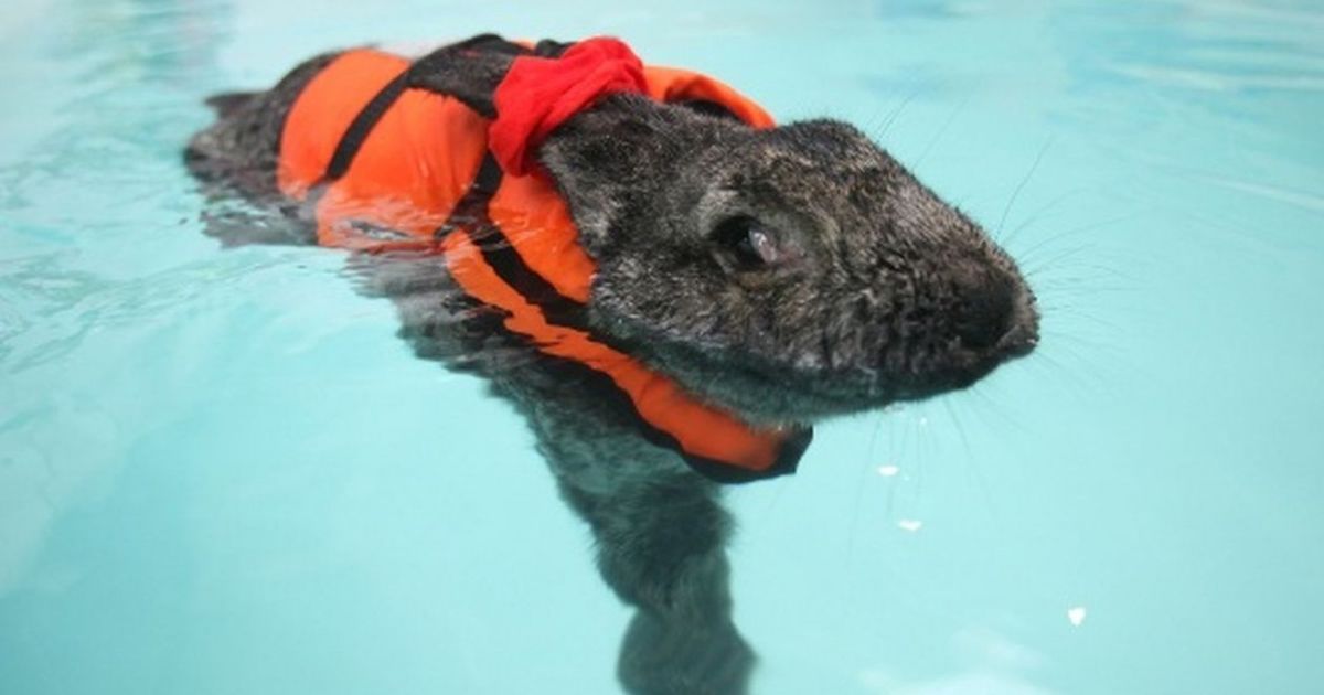 MORI DE RAS! Iepurele asta inoata mai ceva ca om VIDEO - Kanal D Romania