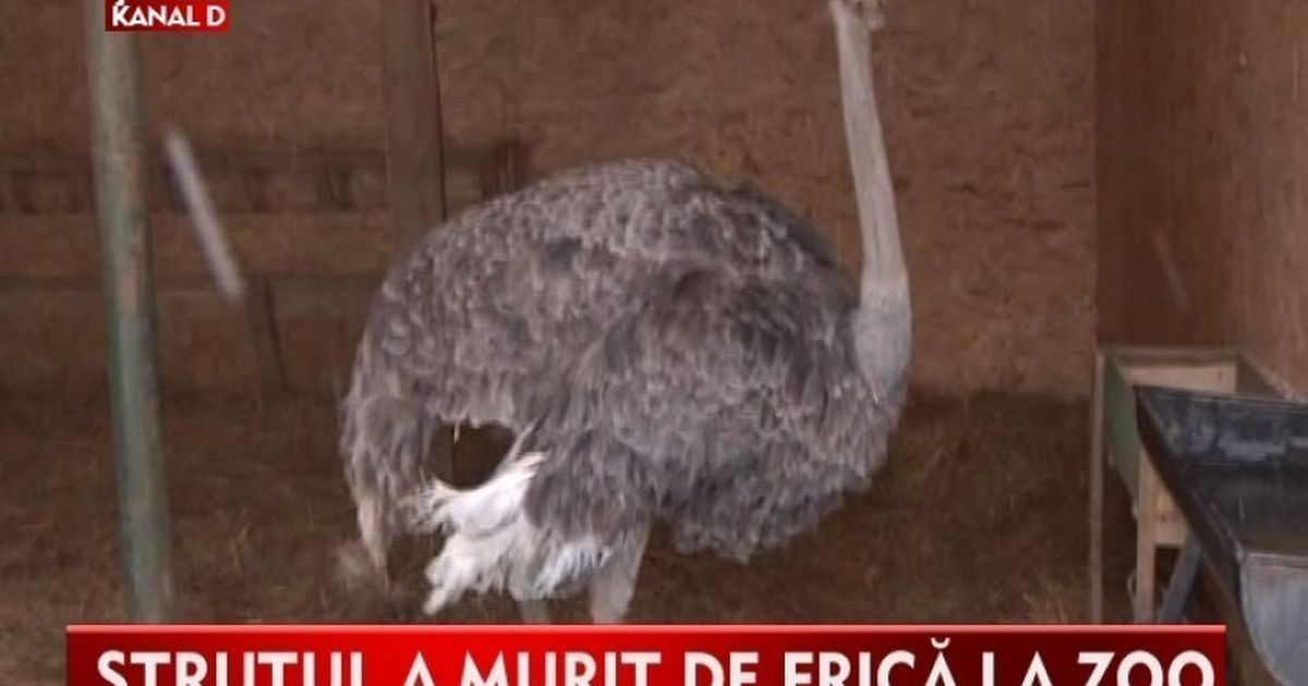 MOARTE SUSPECTA la ZOO. Un strut african a fost gasit fara suflare in ...