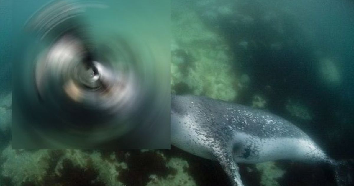 FOTOGRAFII SENZATIONALE! Momentul in care un leopard de mare isi ...