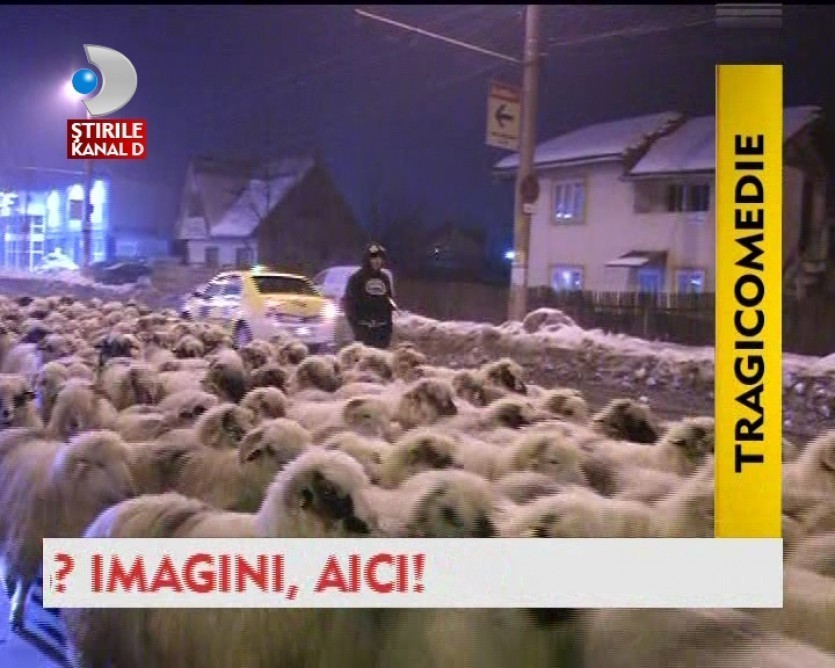 TRANSHUMANTA LA ORAS. Ciobanii si-au scos mioarele pe bulevard VIDEO ...
