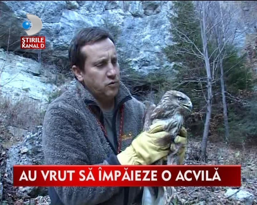 Acvila pitica de munte, o specie pe cale de disparitie, protejata de ...