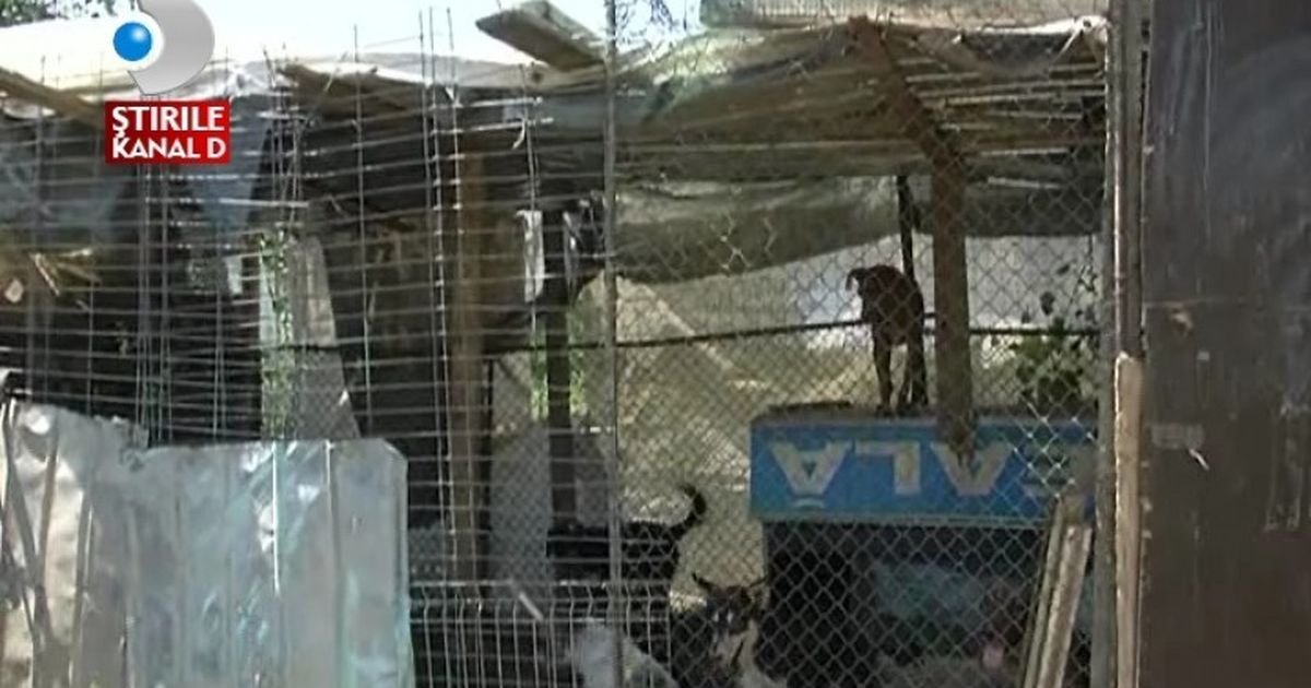 Impresionant! O femeie a renuntat la tot pentru a salva animalele fara ...