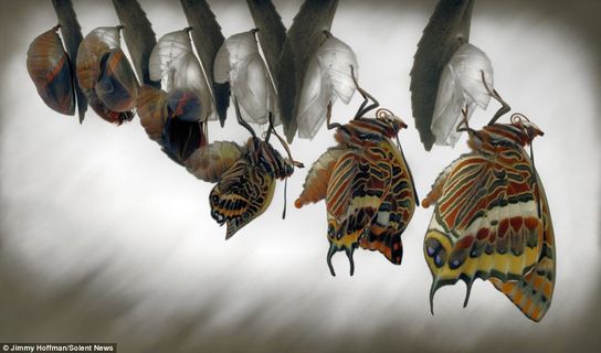 FOTOGRAFII ULUITOARE care surprind momente magice cand un fluture iese ...