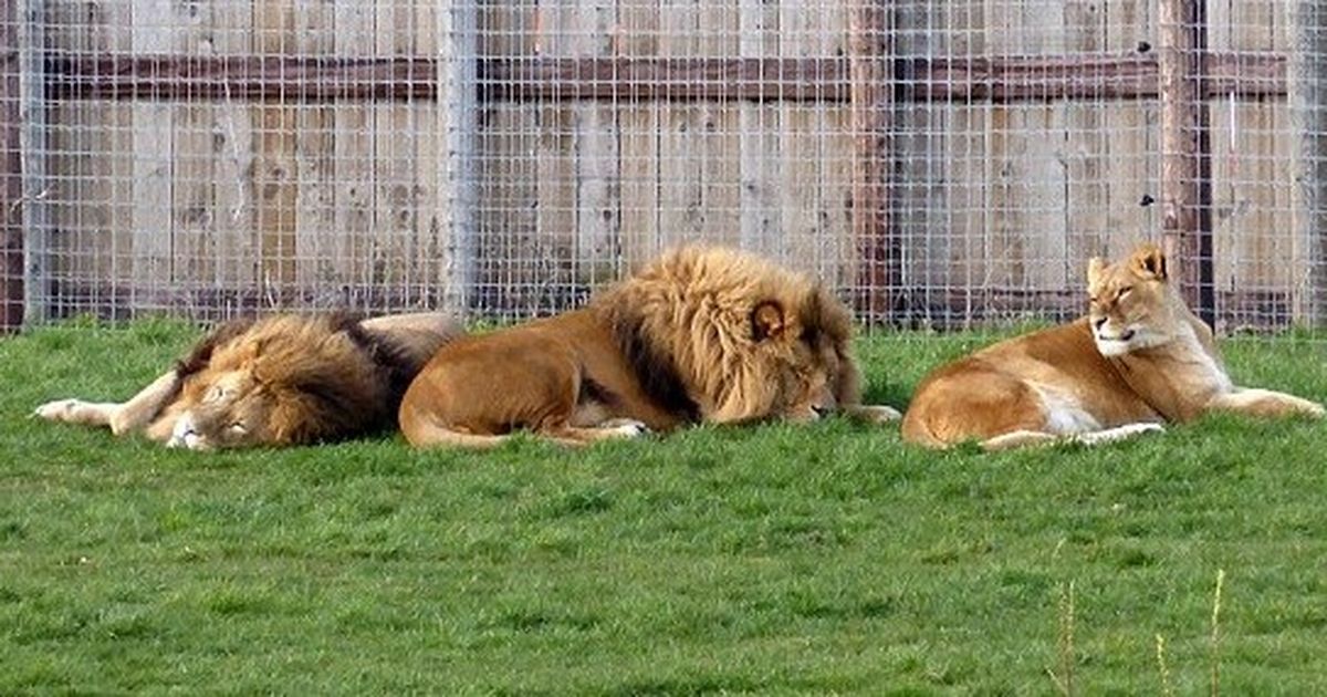 O gradina zoologica din Romania, in atentia presei occidentale - Kanal ...