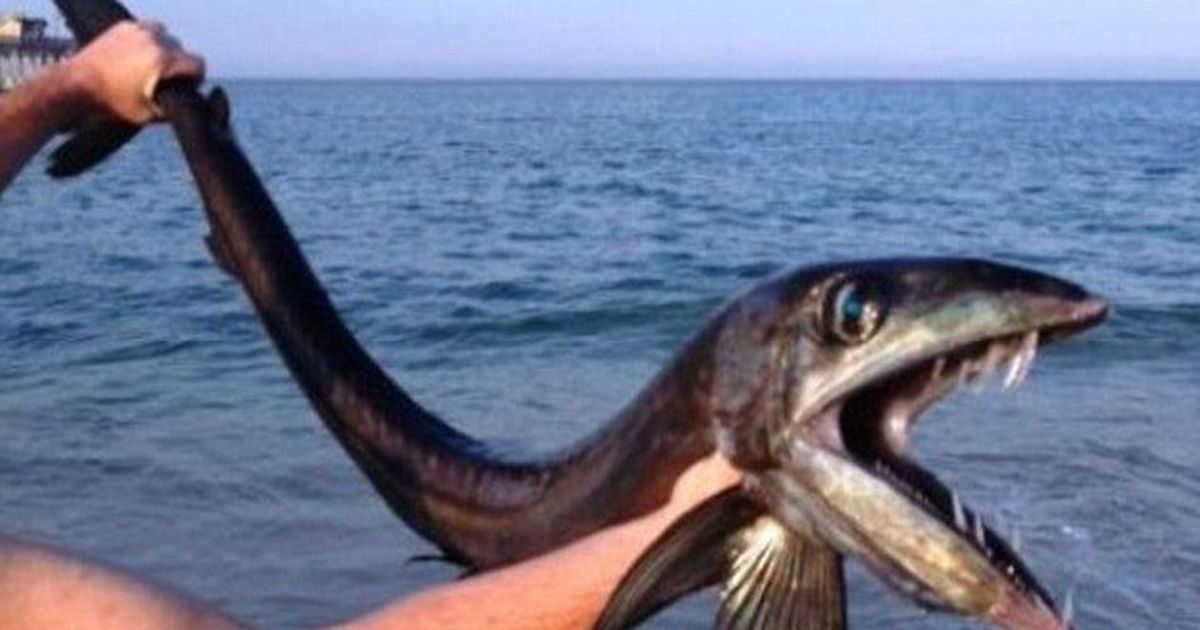 Creatura care a ingrozit o lume intreaga! Peste cu colti, lung de peste ...