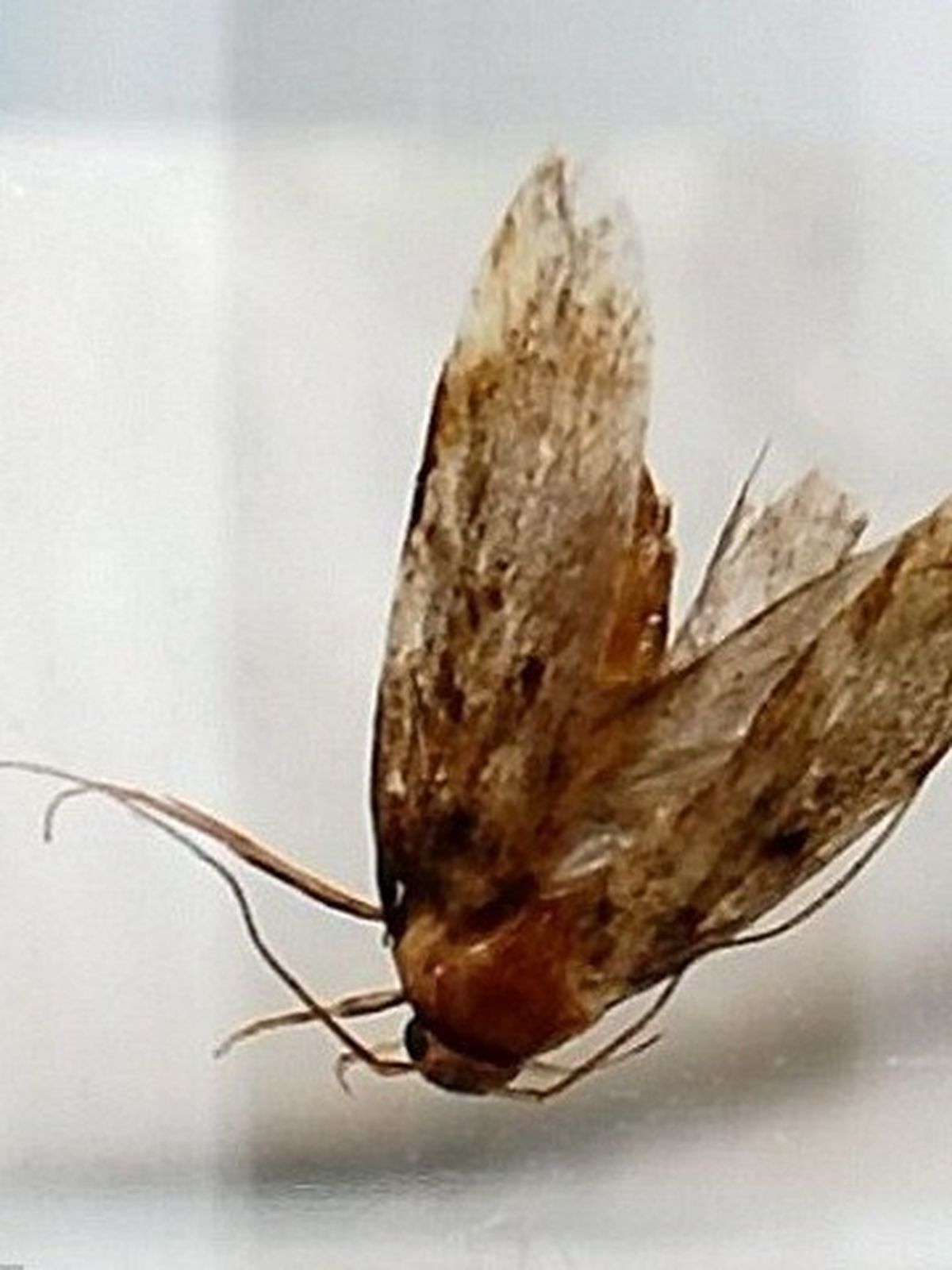 SOCANT. A trait 3 zile cu o MOLIE zburandu-i in cap dupa ce insecta i-a ...