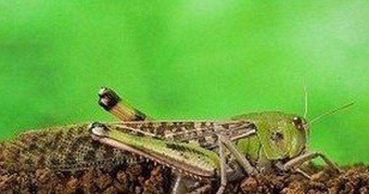 IMAGINI NEMAIVAZUTE! Te-ai intrebat vreodata cum isi depune o lacusta ...