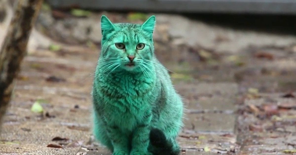 NU e TRUCAJ! Pisica din IMAGINI este verde cu adevarat si NU este ...