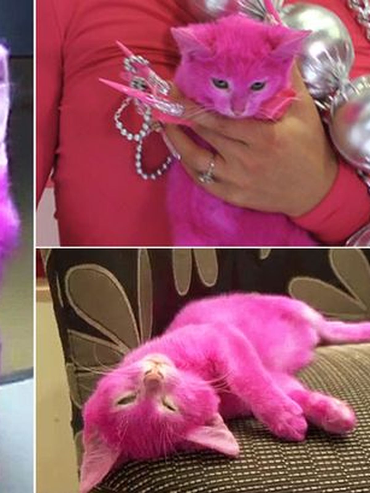 Femeie fara suflet. Si-a vopsit pisica ROZ ca sa fie mascota unei ...