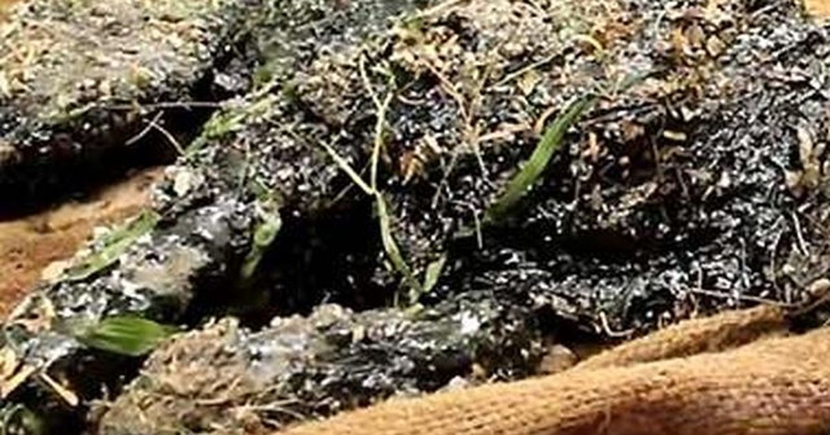 Mergea pe strada si a crezut ca vede o bucata de smoala. Cand s-a ...