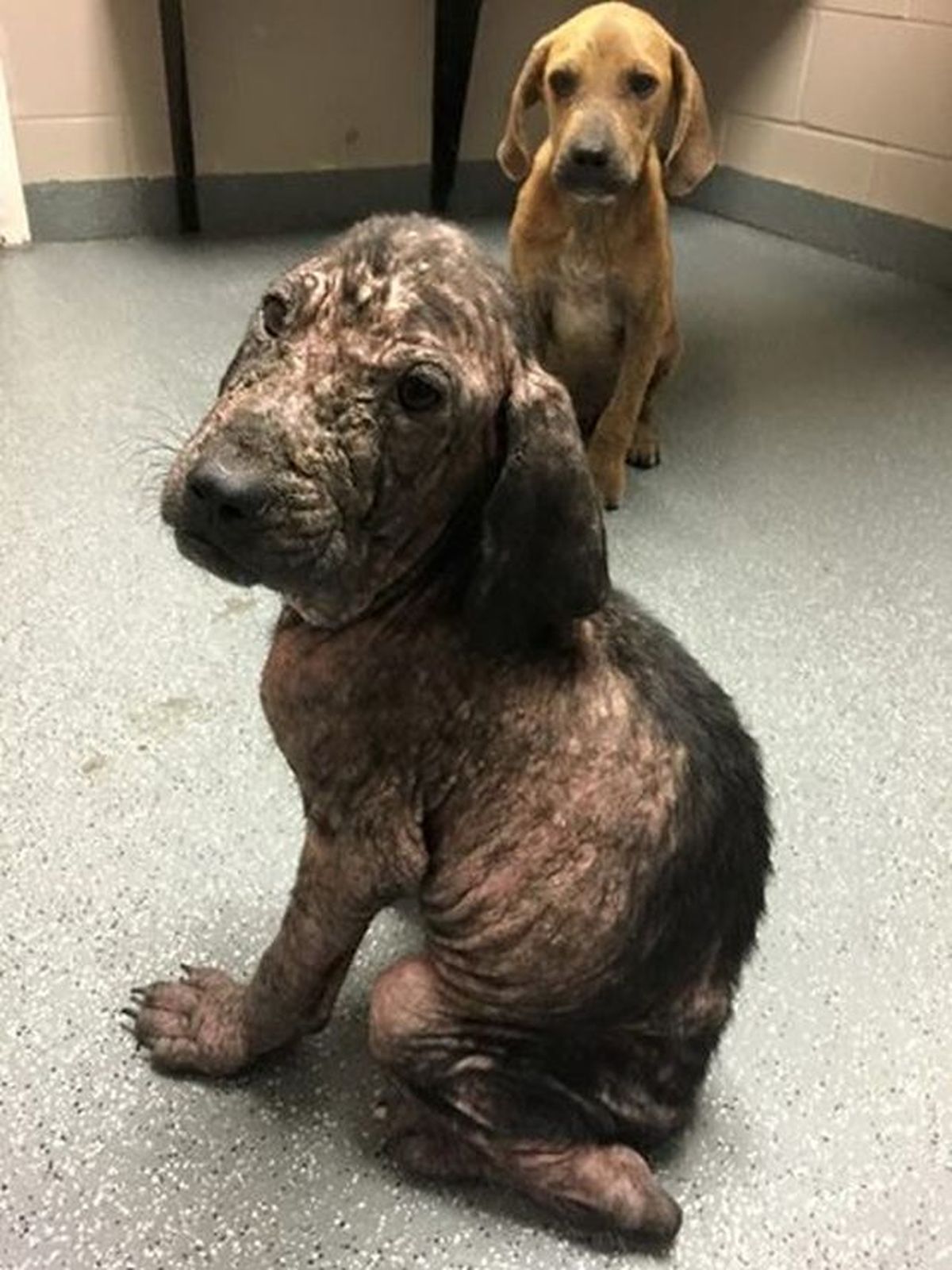 Mergea pe strada si a crezut ca vede o bucata de smoala. Cand s-a ...