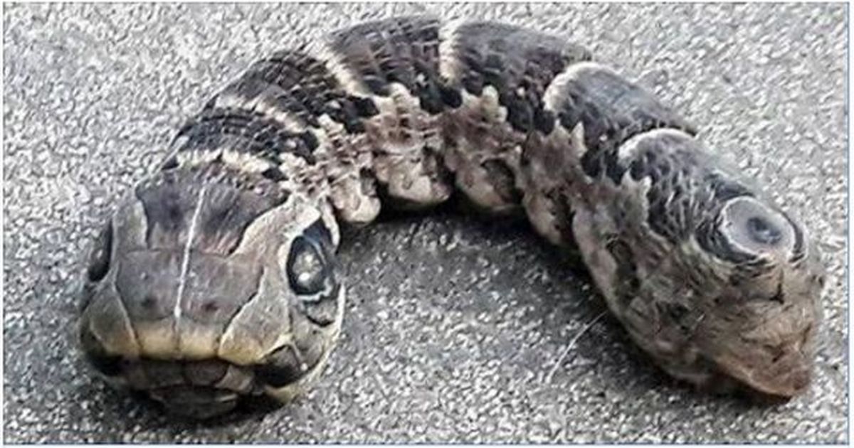 O argentinianca a dat peste monstruozitatea asta in gradina din spatele ...