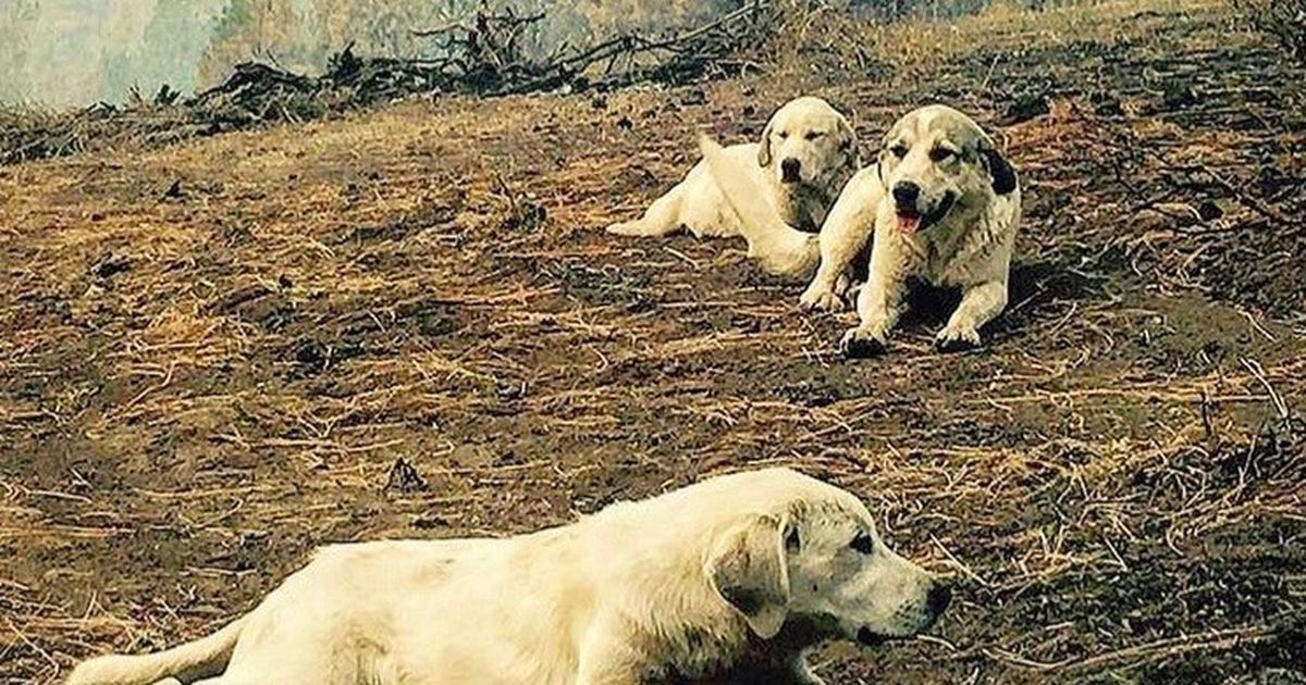 Cativa caini au descoperit un pui de caprioara mort intr-un incendiu ...