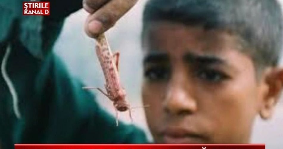 IMAGINI APOCALIPTICE! Egiptul, INVADAT DE MILIOANE de lacuste VIDEO ...