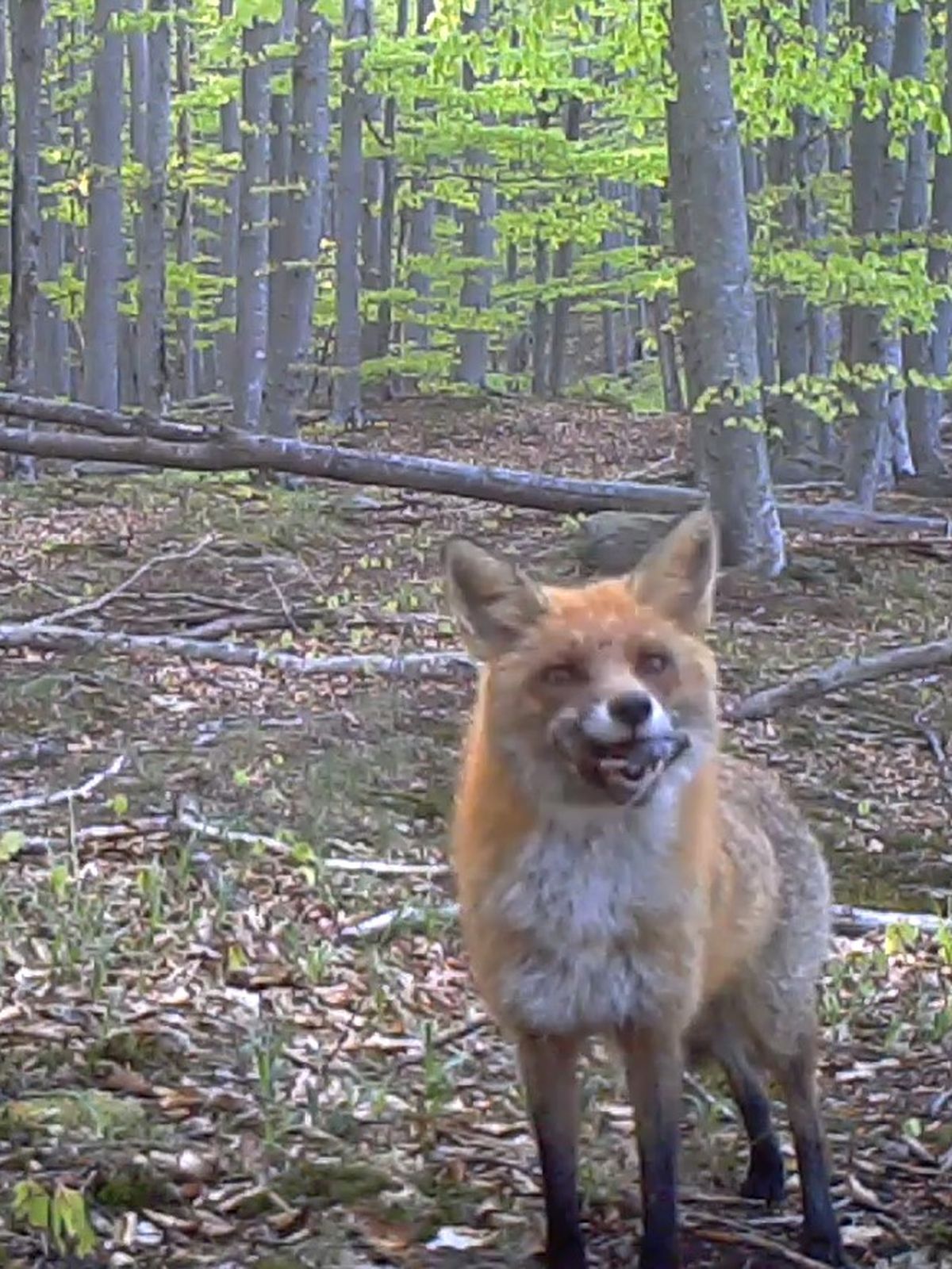 Video incredibil! Cum reactioneaza o vulpe când descoperă camera de ...