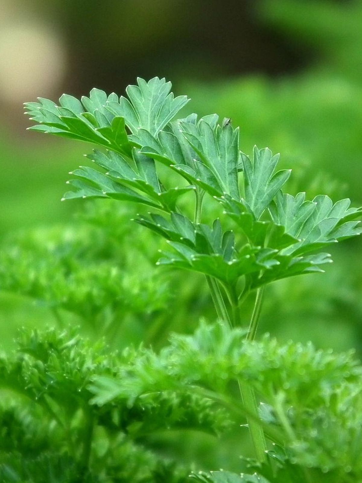 Patrunjel toxic: pericolul ascuns si nestiut din patrunjel - Kanal D ...