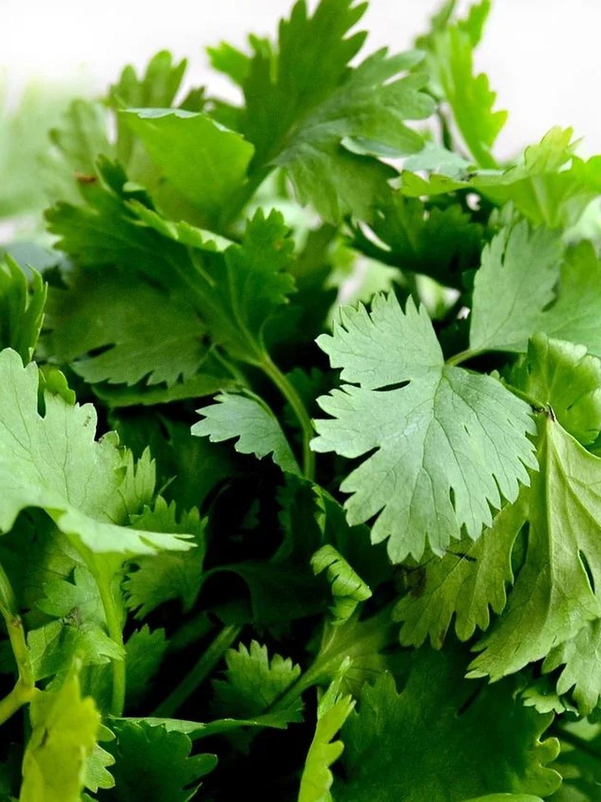 Patrunjel toxic: pericolul ascuns si nestiut din patrunjel - Kanal D ...