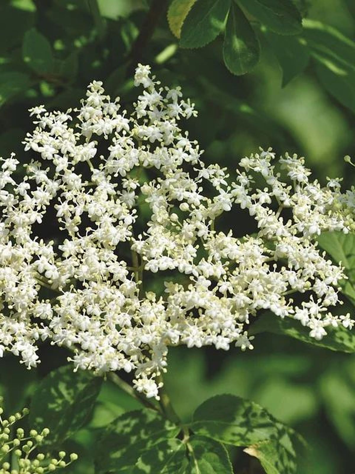 Retete de socata cu flori proaspete: cum faci socata dulce - Kanal D ...