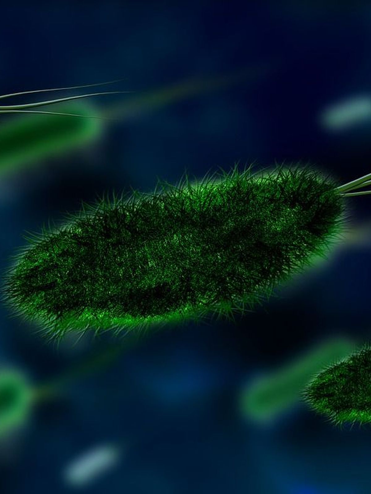 Ciuma bubonica: ce este boala care a speriat China - Kanal D Romania