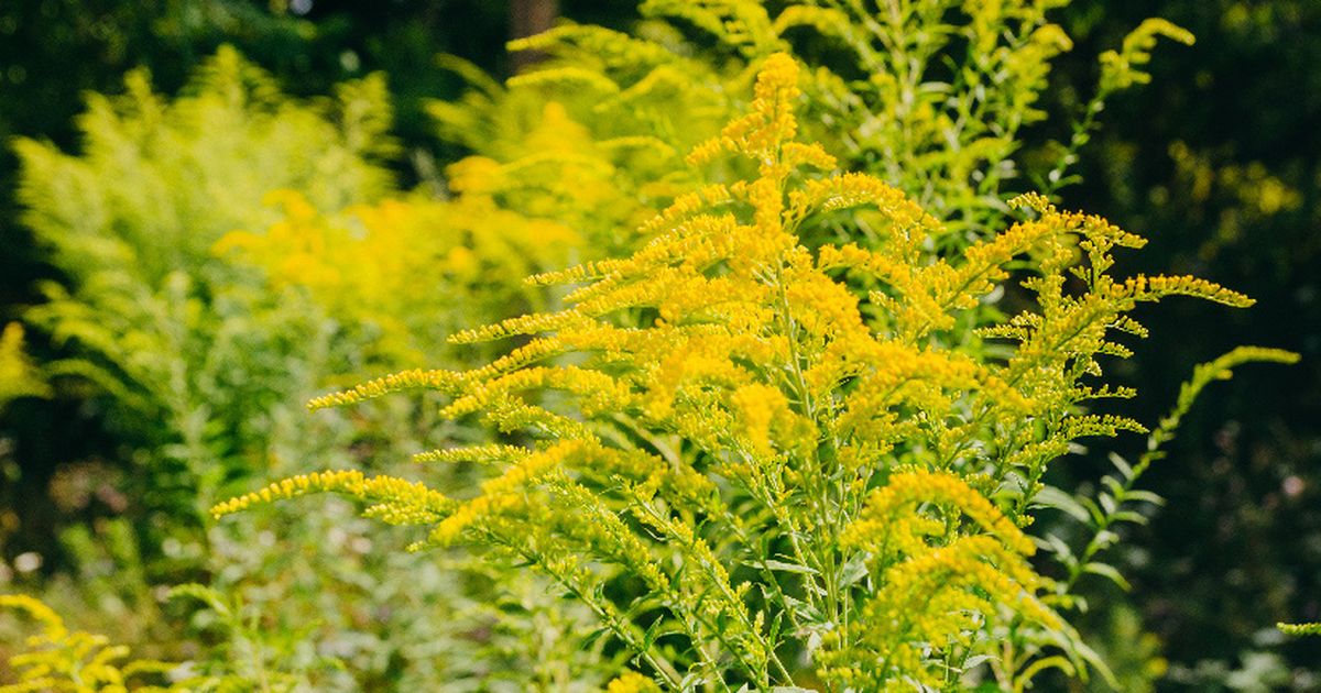 Ambrozia, planta care îți poate goli buzunarele. Anunțul autorităților ...