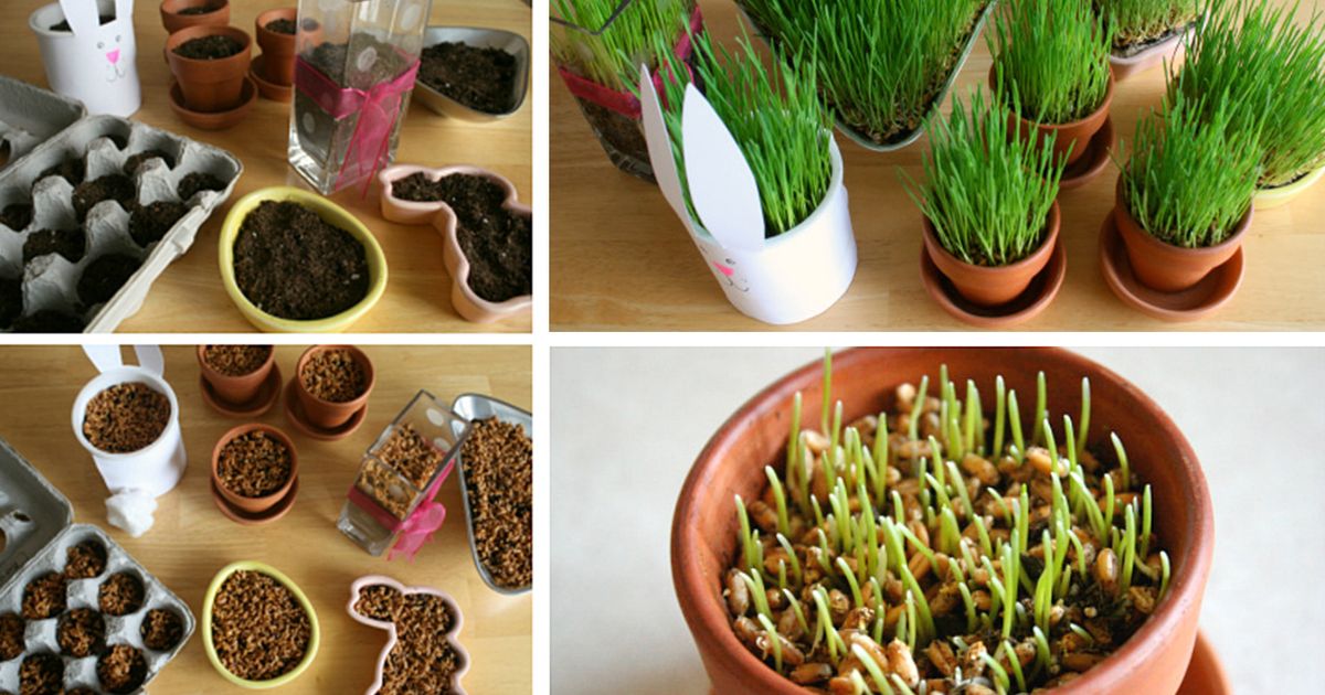 Grâu la încolţit de Sfântul Andrei 2020: Ce semnificaţie are acest ...