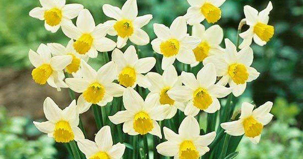 Mesaje de Florii 2021. Cele mai frumoase SMS-uri pentru cei cu nume de ...